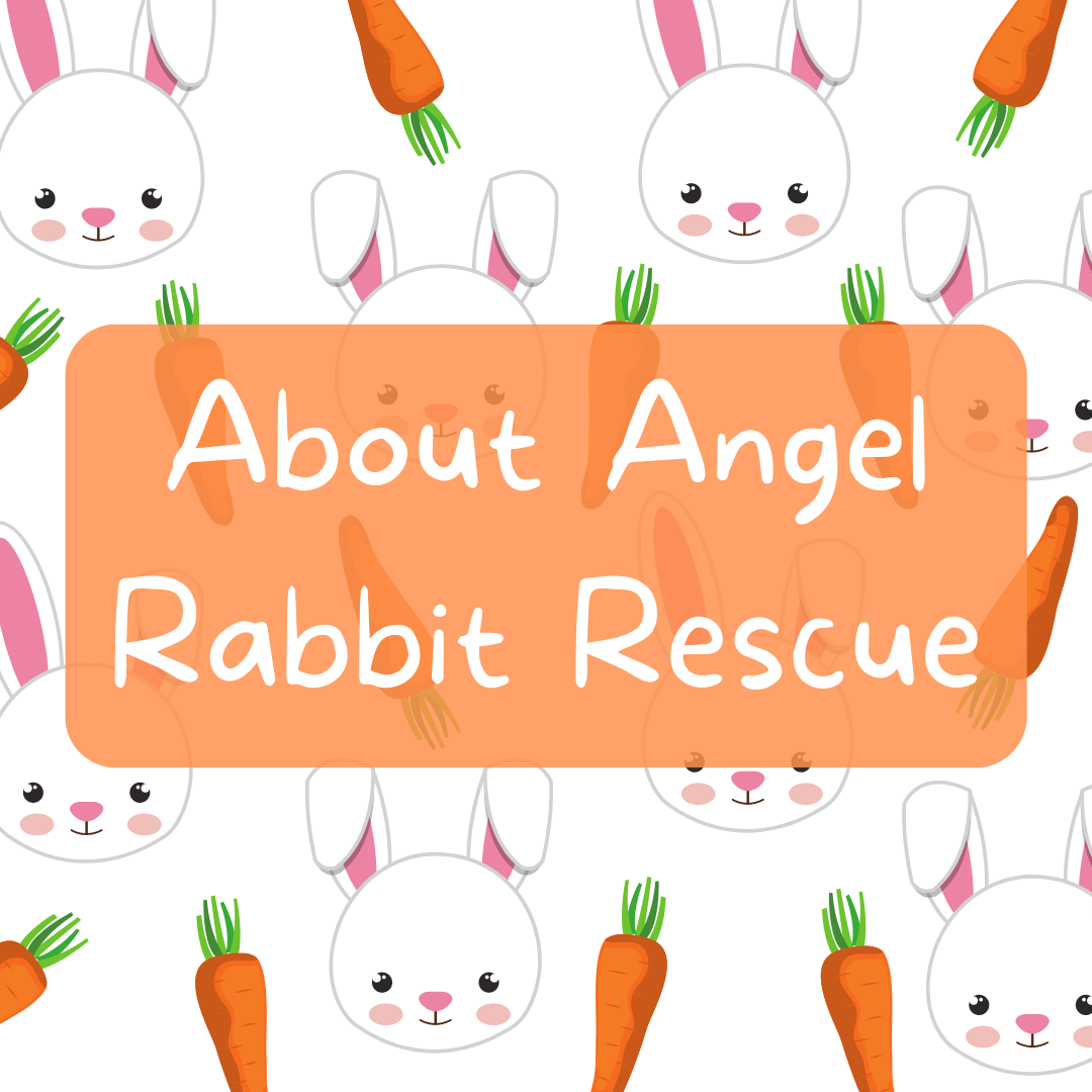 About us - Angel Rabbit Rescue
