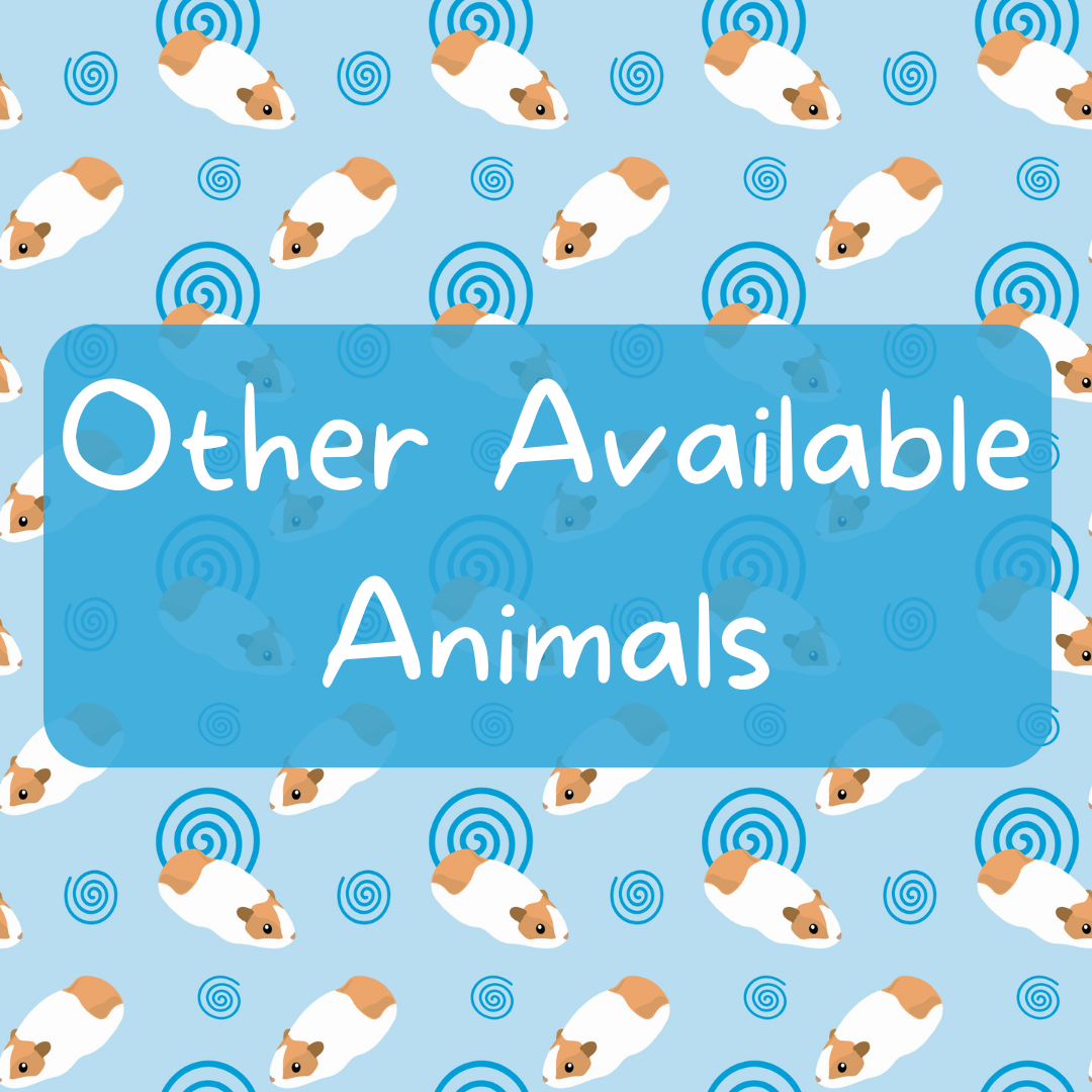 Meet The Animals - Angel Rabbit Rescue