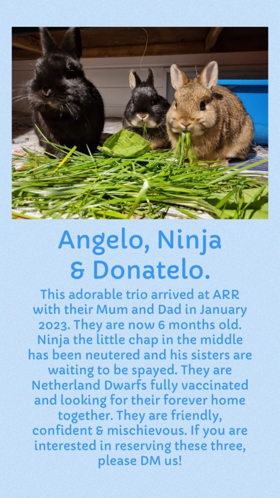 Available Rabbits - Angel Rabbit Rescue