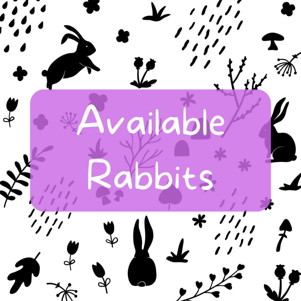 Meet The Animals - Angel Rabbit Rescue