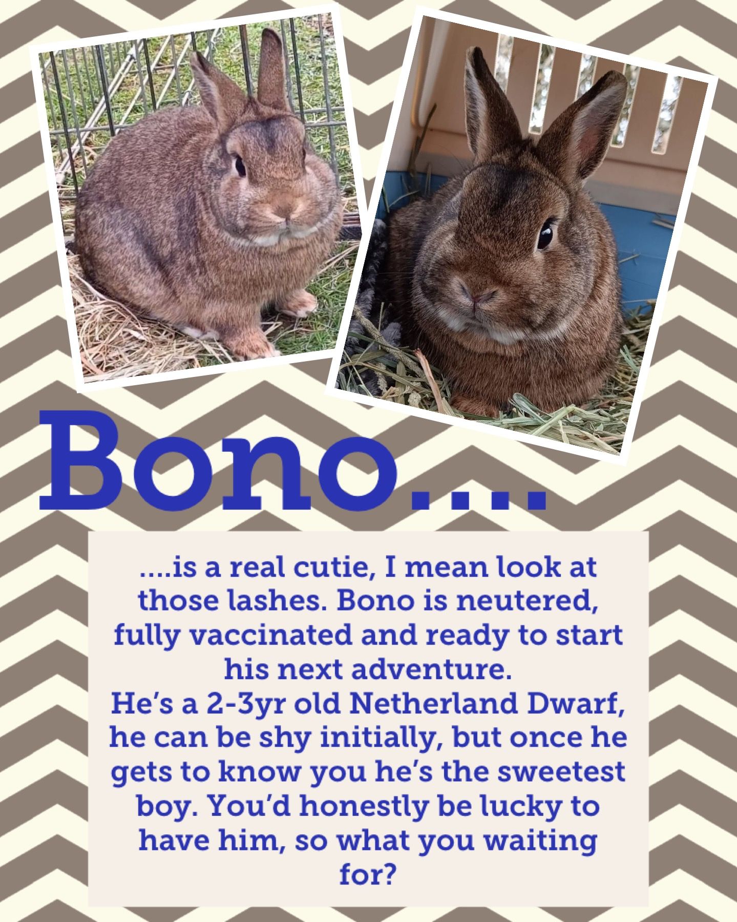 Available Rabbits - Angel Rabbit Rescue