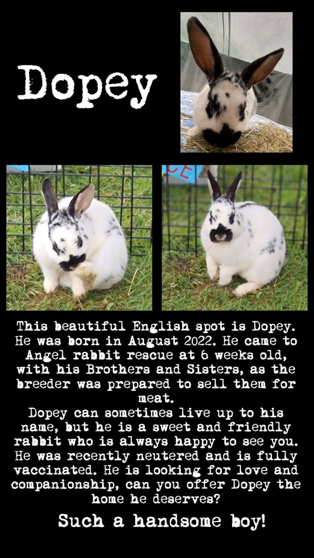 Reserved - Angel Rabbit Rescue