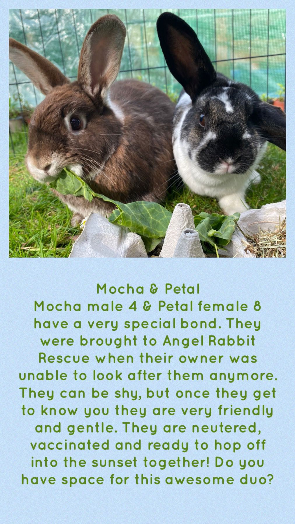 Available Rabbits - Angel Rabbit Rescue