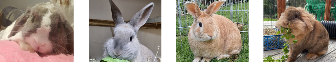Homepage - Angel Rabbit Rescue