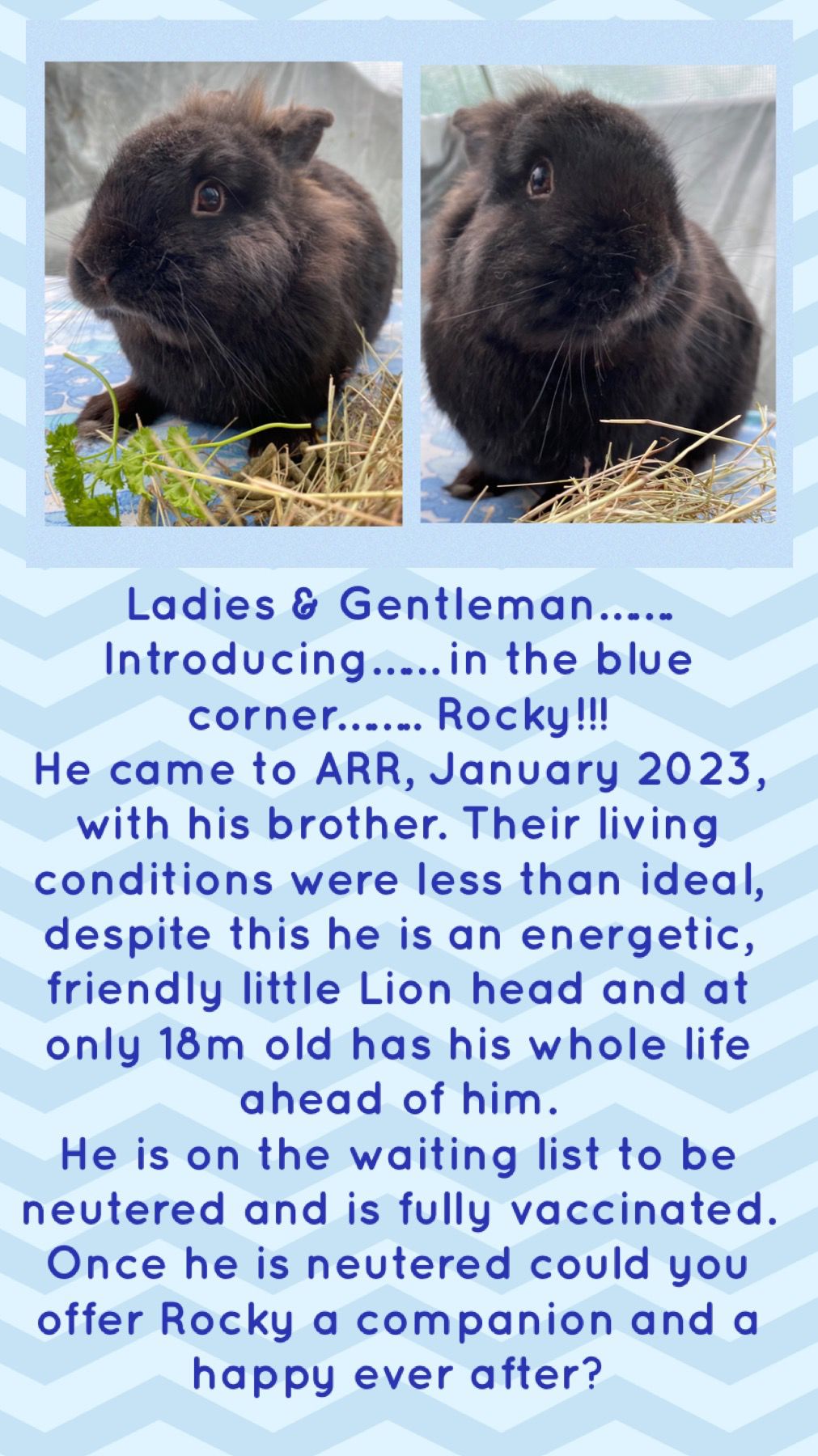 Available Rabbits - Angel Rabbit Rescue