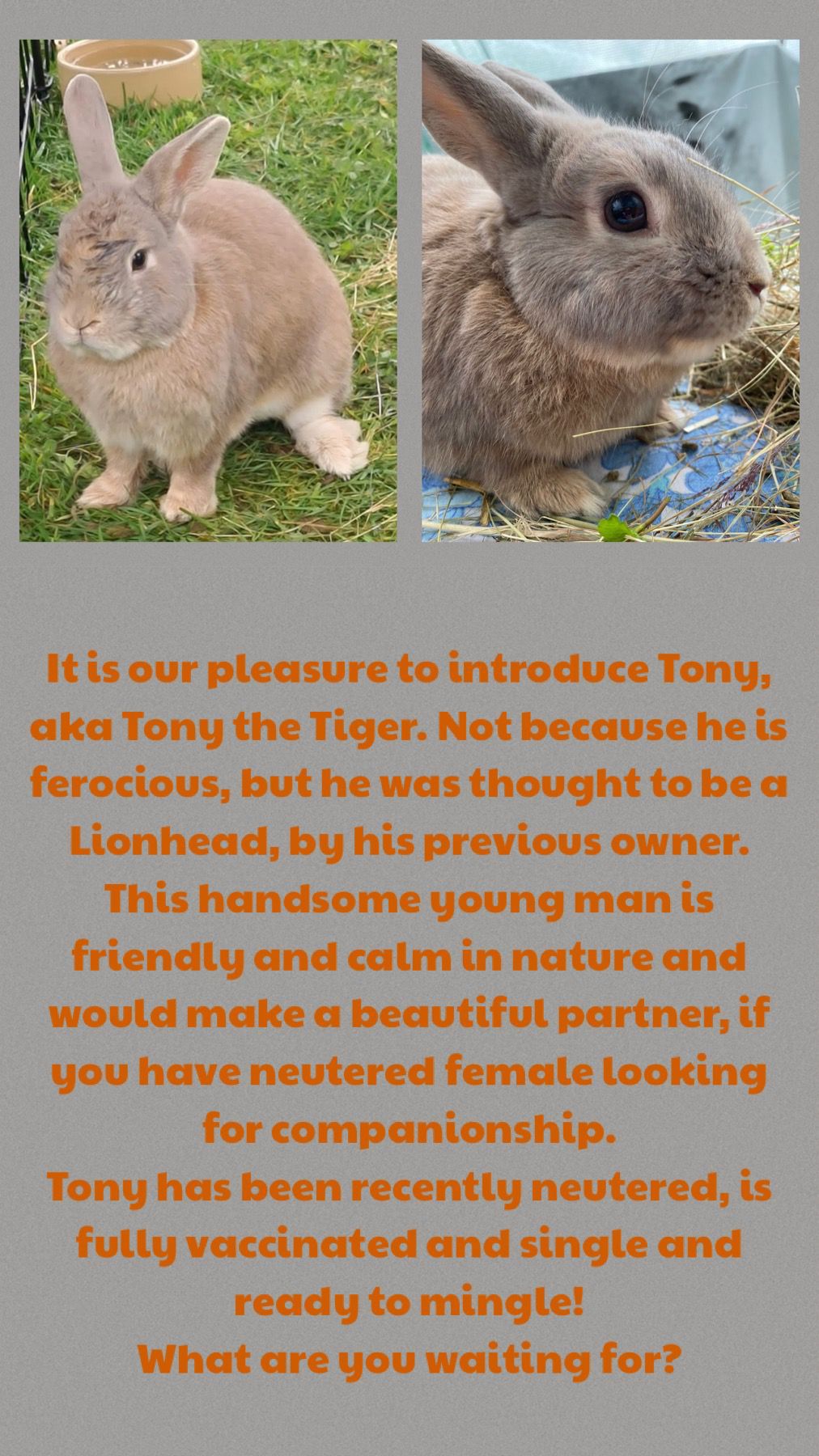 Reserved - Angel Rabbit Rescue