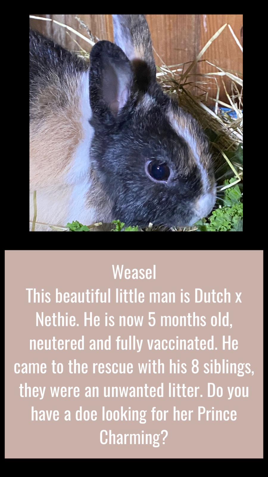 Available Rabbits - Angel Rabbit Rescue